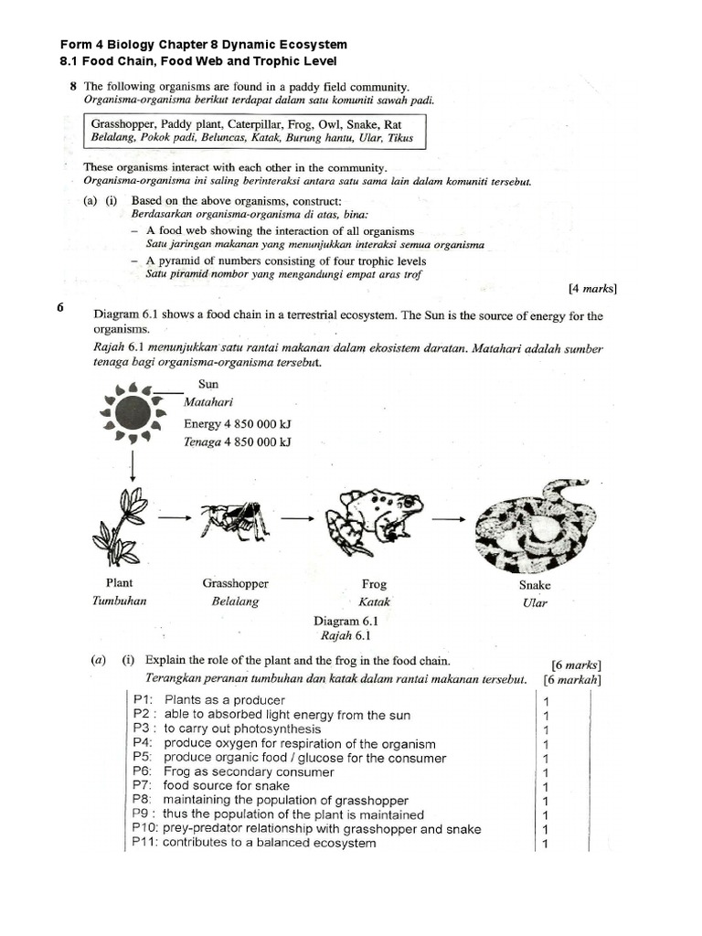 Form 4 Biology Chapter 8 Dynamic Ecosystem | PDF | Food Web | Mangrove