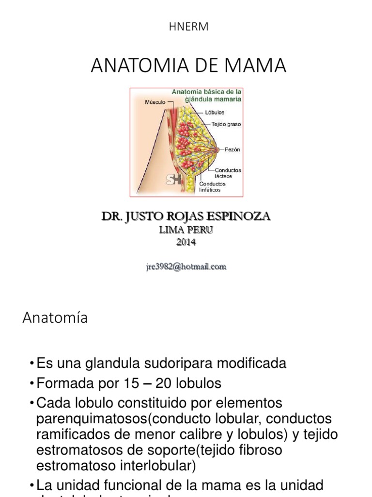 Anatomia de Mama PDF | PDF | Pecho | Anatomía humana
