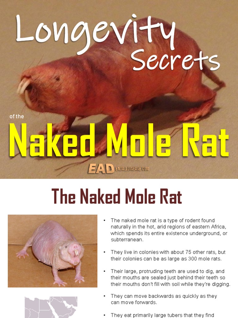 Longevity Secrets of The Naked Mole Rat | PDF | Fatty Acid | Biology