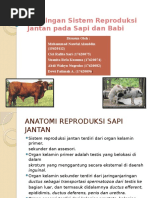 Anatomi Fungsional Organ Reproduksi Sapi Betina | PDF
