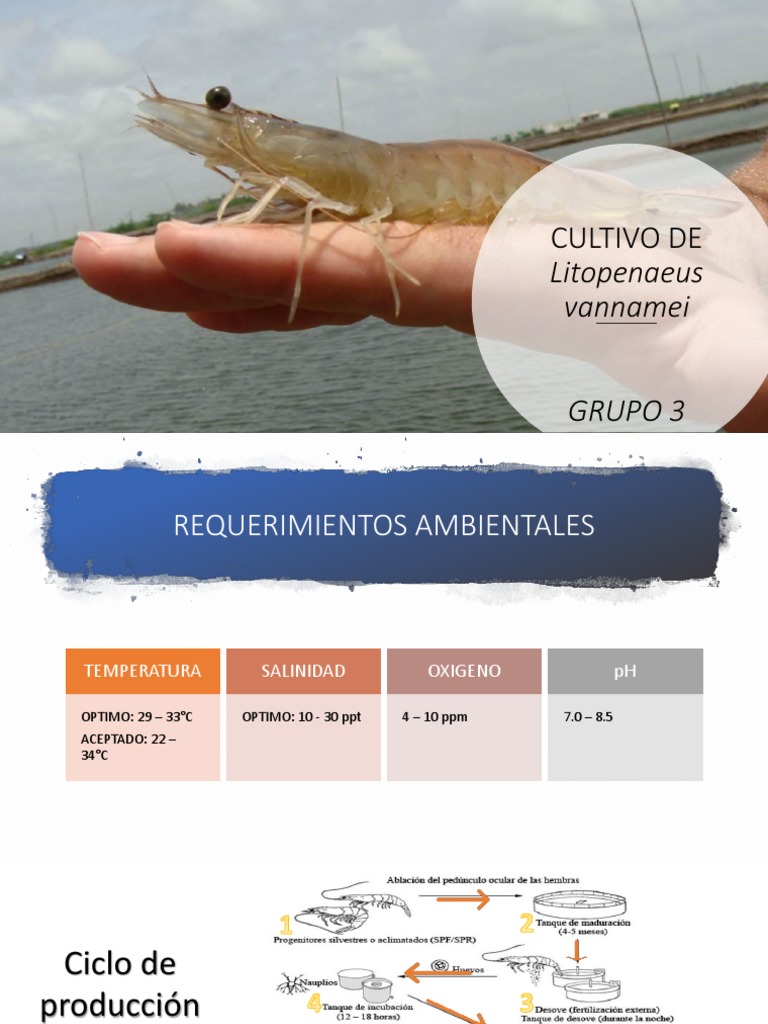 CULTIVO de Litopenaeus Vannamei | Oxígeno | Agua | Prueba gratuita de ...