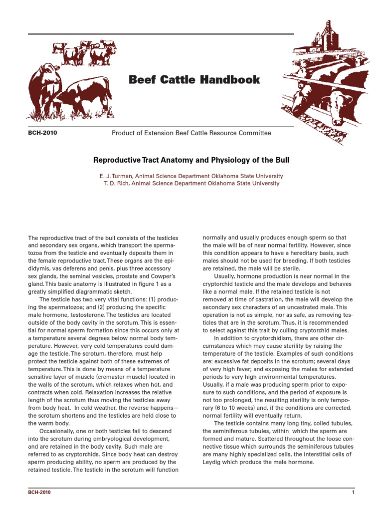 Beef Cattle Handbook: Reproductive Tract Anatomy and Physiology of The ...