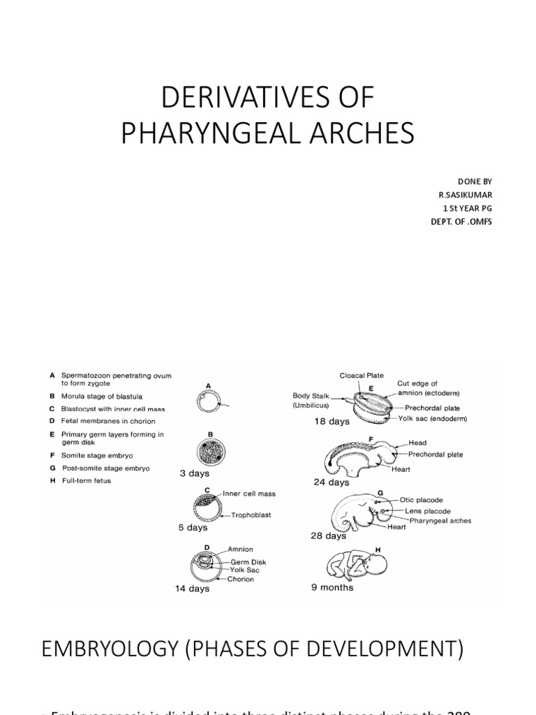 Pharyngeal Arch Derivatives Overview | PDF | Anatomy | Human Anatomy