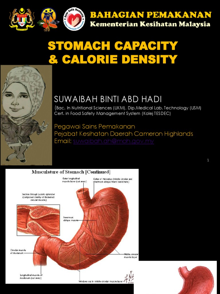 Stomach Capacity & Calorie Density: Suwaibah Binti Abd Hadi | PDF