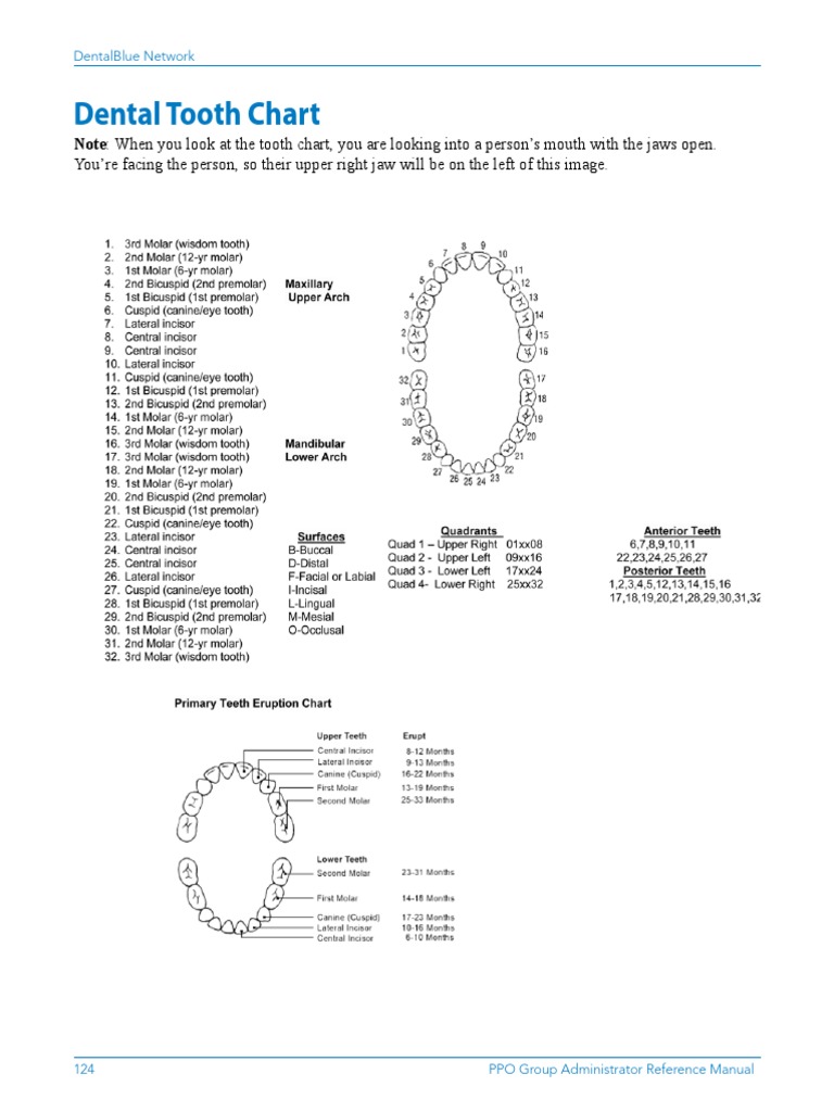 Dental Tooth Chart: You're Facing The Person, So Their Upper Right Jaw ...