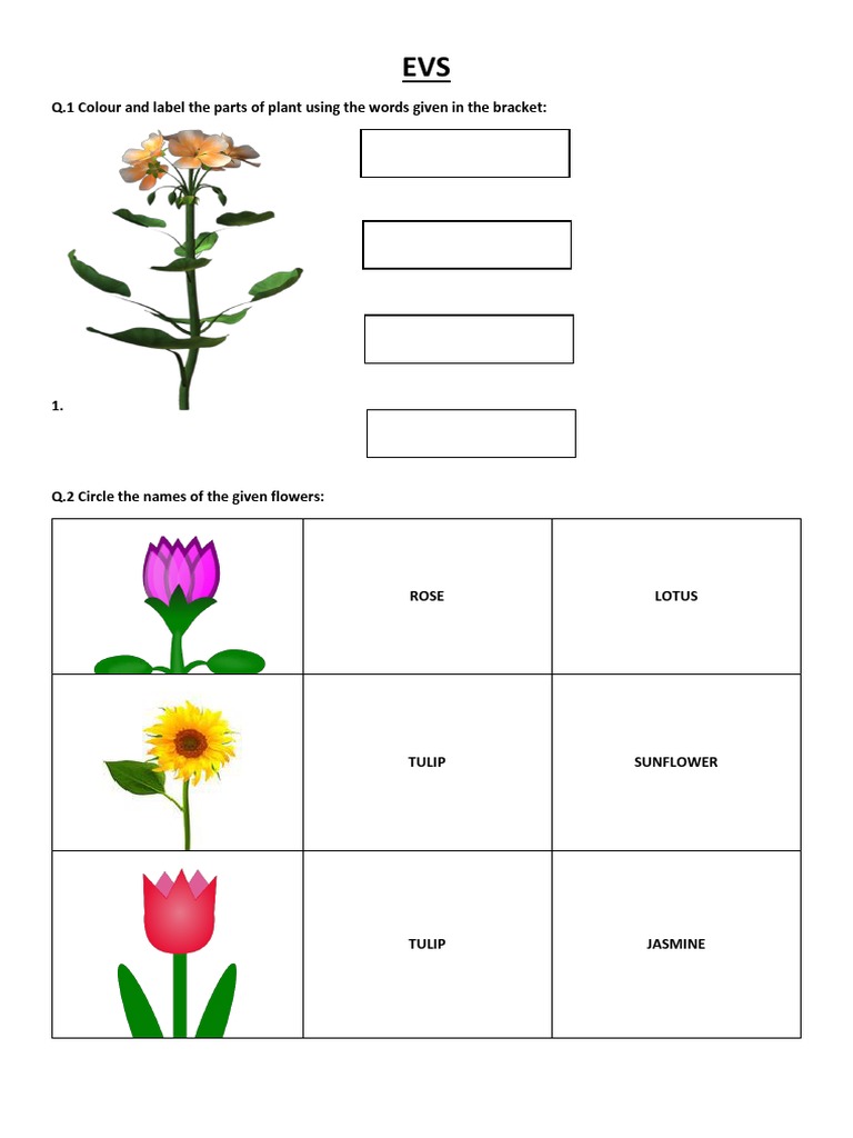 An Environmental Science Worksheet Featuring Plant Identification ...