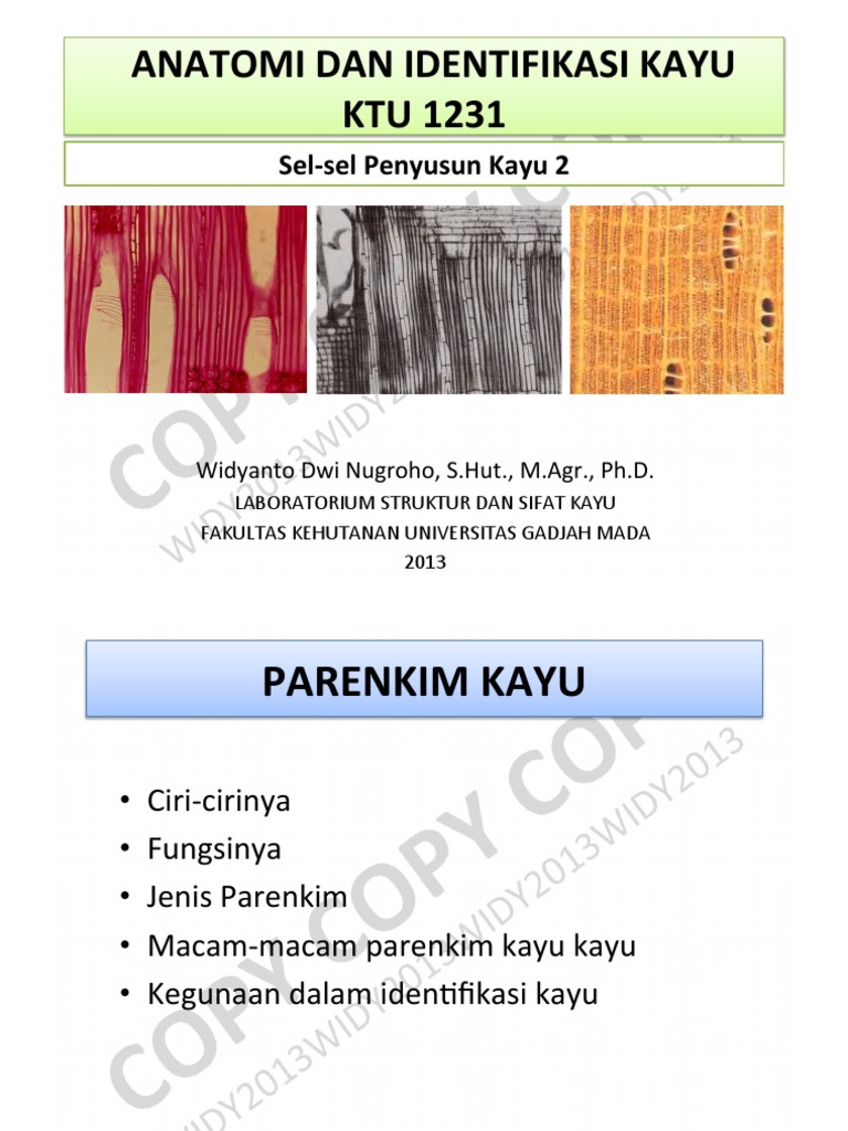 Anatomi Dan Identifikasi Kayu - Pertemuan 5 (Sel-Sel Penyusun Kayu 2 ...