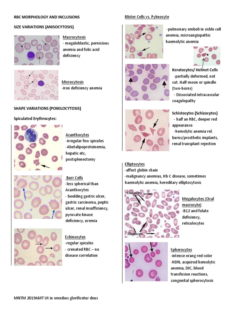 RBC Morphology and Inclusions Overview | PDF | Anemia | Red Blood Cell