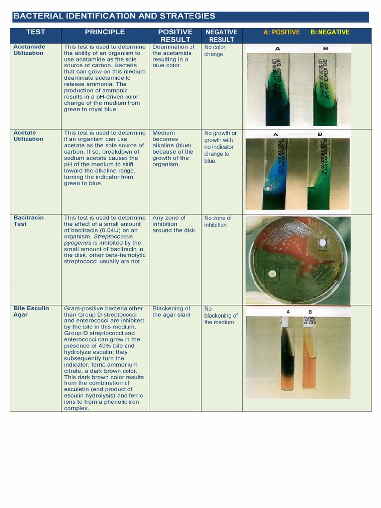 Bacterial Identification and Strategies | PDF