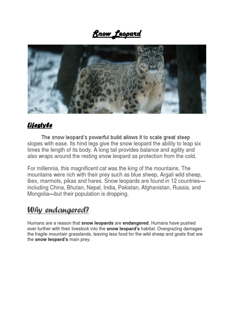 Snow Leopard: Why Endangered? | PDF