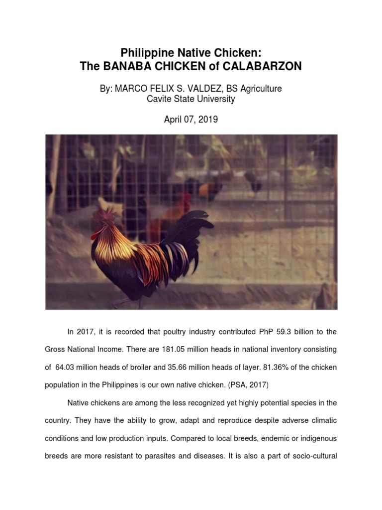 Banaba Native Chicken | PDF | White Blood Cell | Chicken