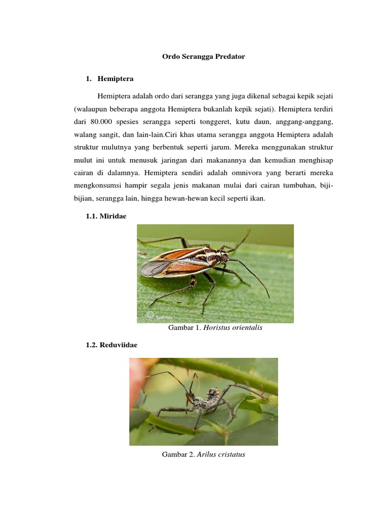Ordo Serangga Predator 1 | PDF