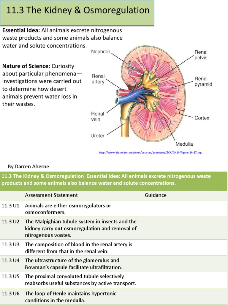 11.3 The Kidney & Osmoregulation: Essential Idea: All Animals Excrete ...