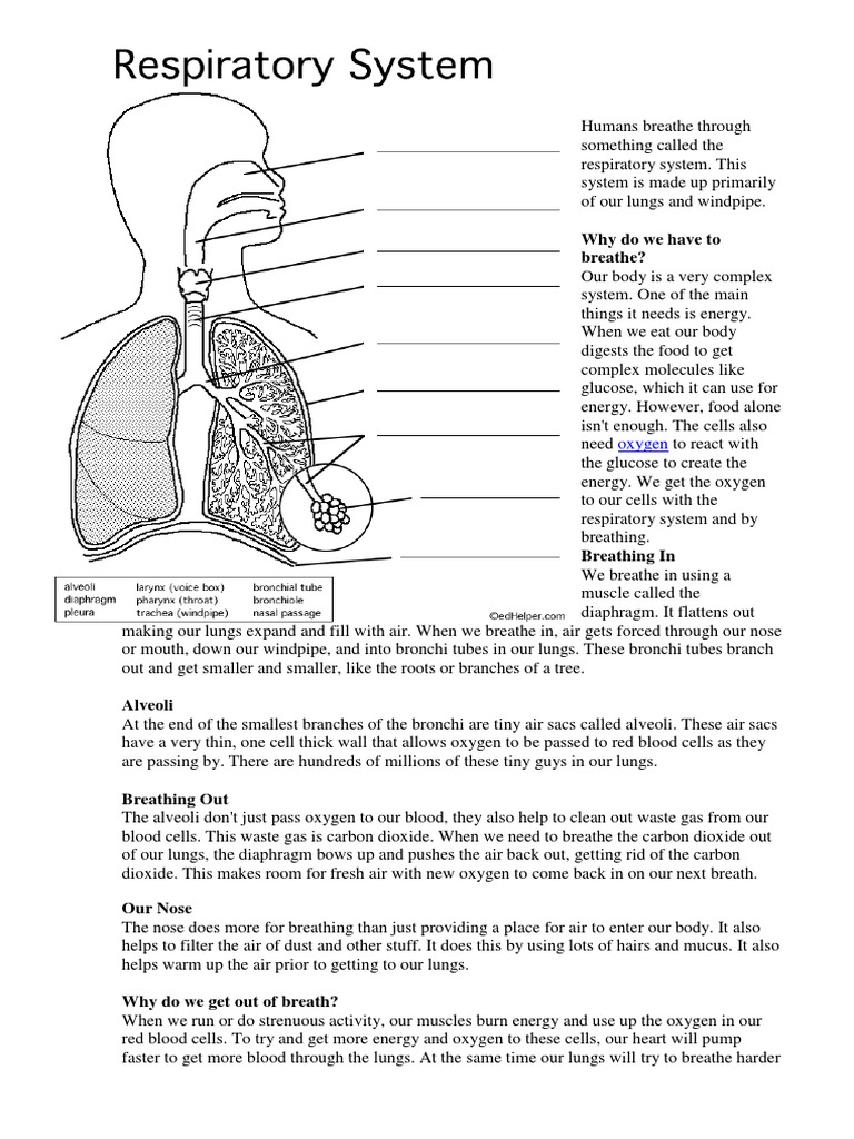 Humans Breathe Through Something Called The Respiratory System | PDF ...