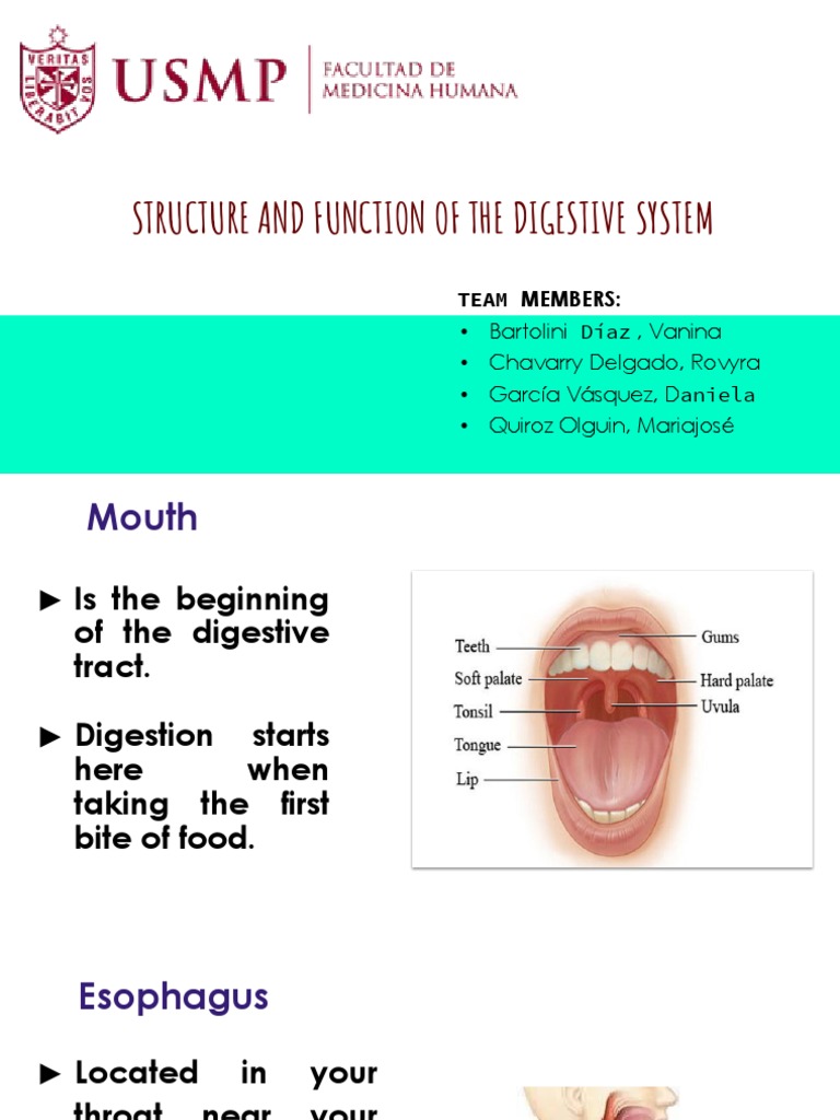 The Structure and Function of The Digestive System | PDF