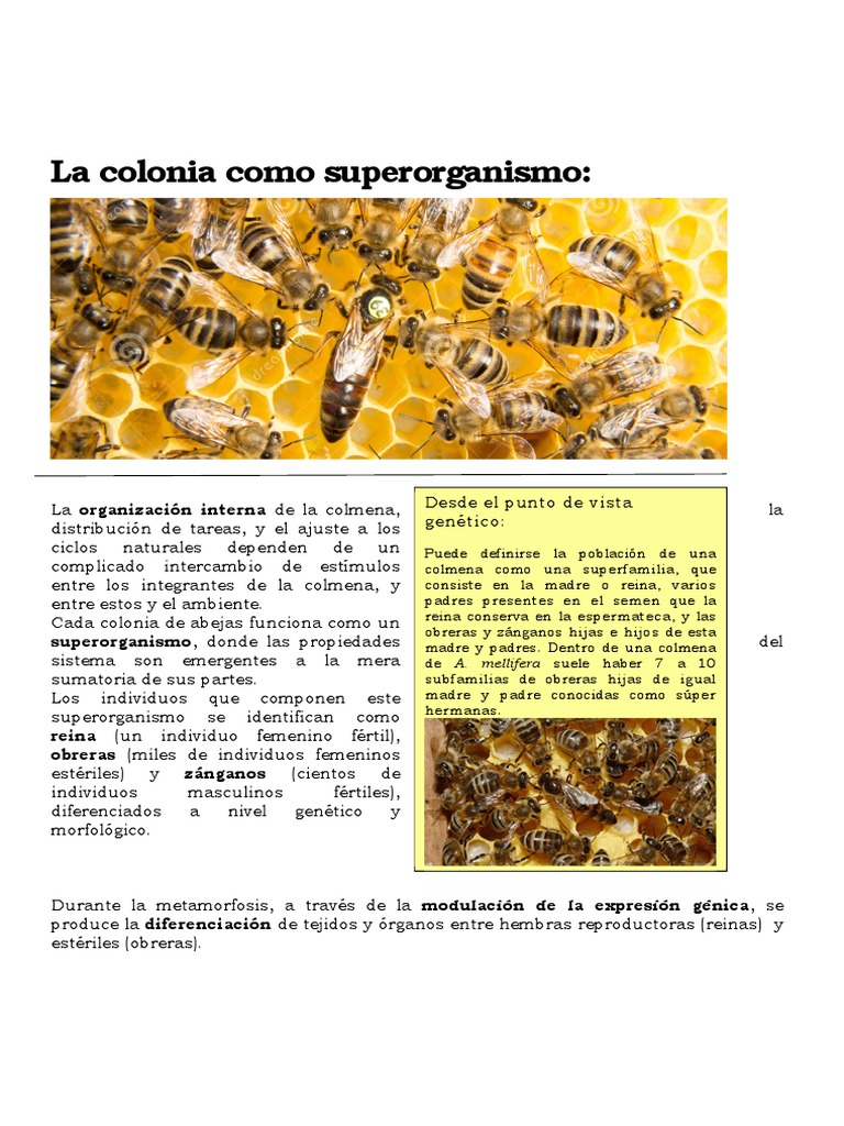 Organización de la colmena | Abejas | Colmena