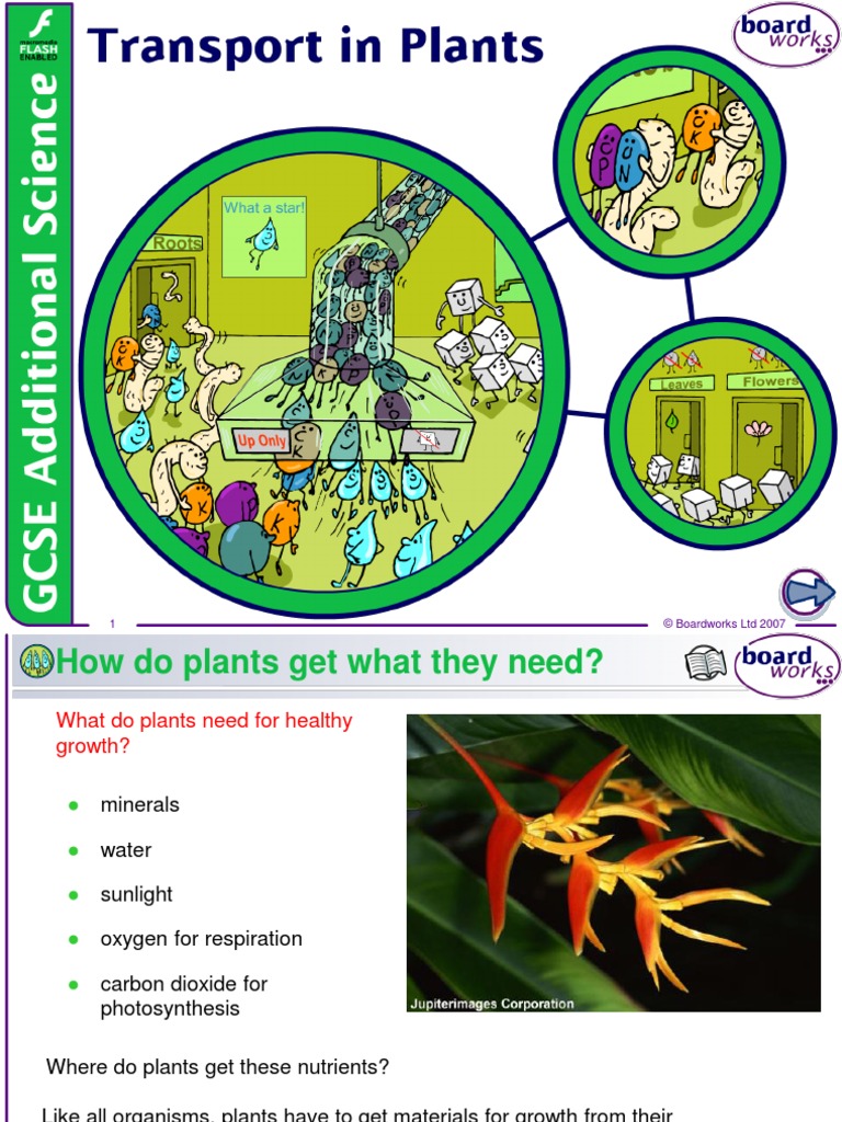 Term 3 - Transport in Plants (Handout) | PDF | Stoma | Leaf