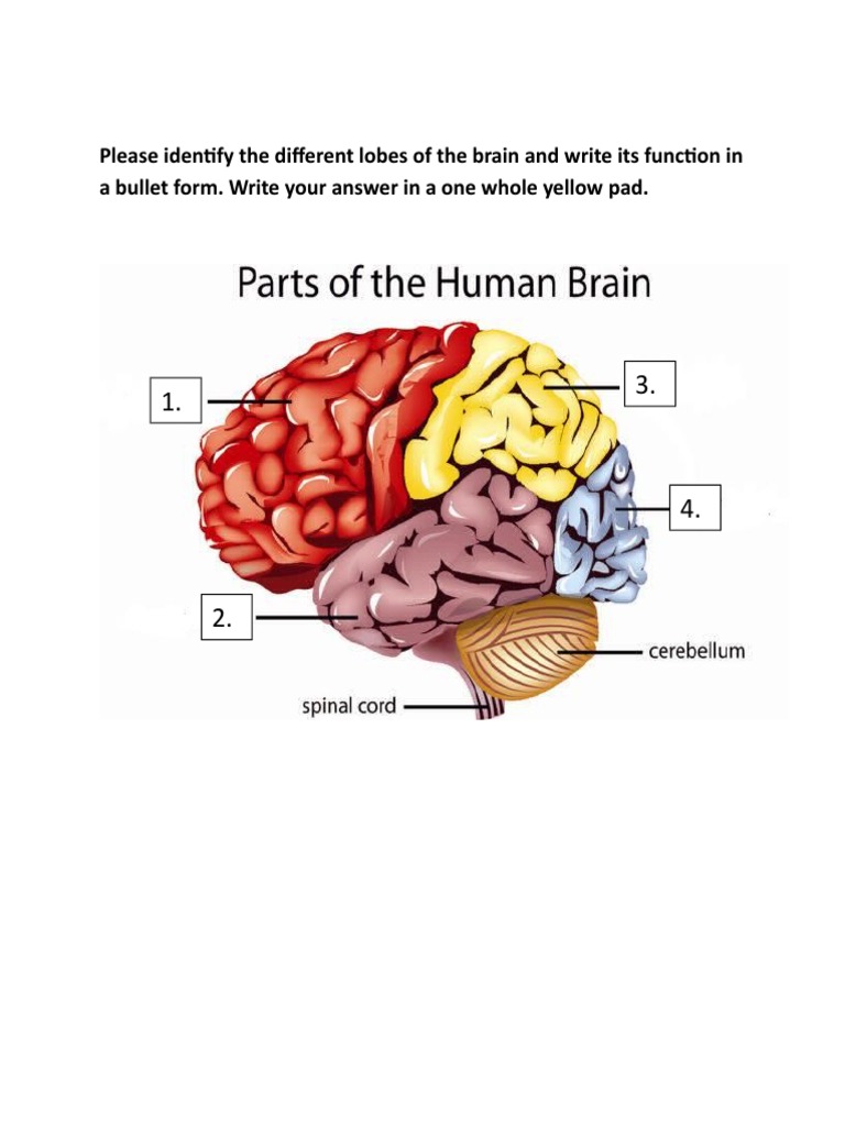 Brain Lobes and Their Functions | PDF