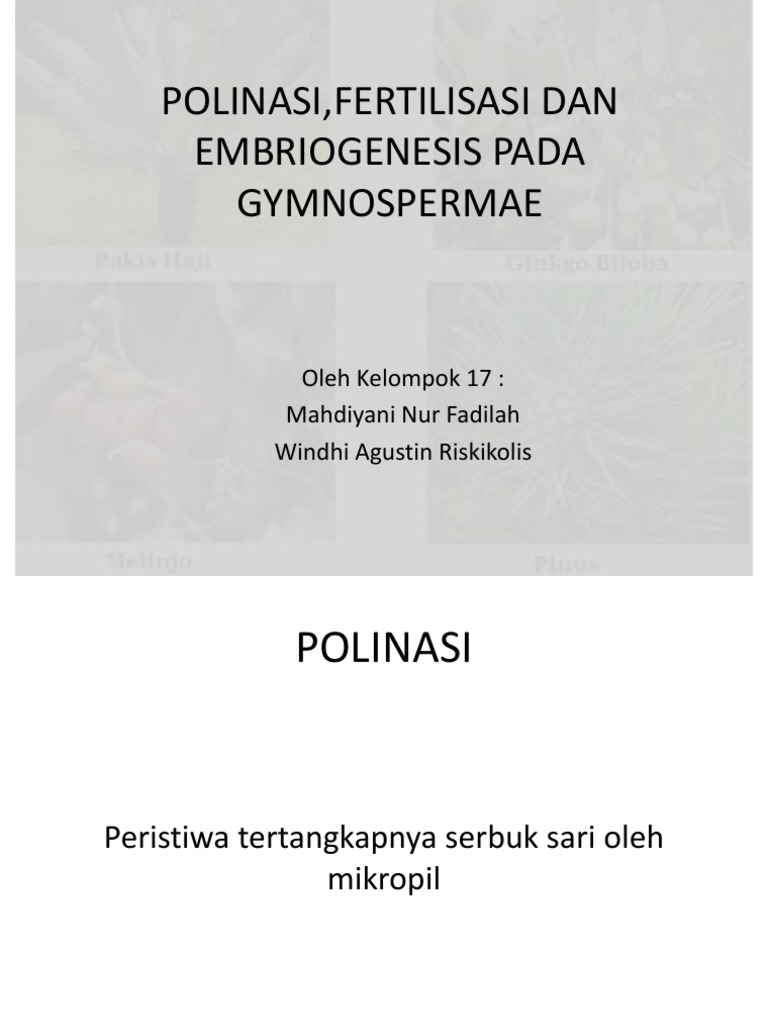Proses Pembuahan pada Gymnospermae | PDF