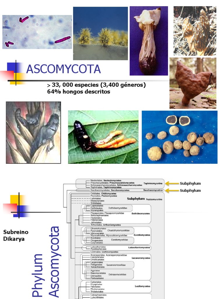 Ascomycota - Taphrinomycotina y Saccharomycotina | Hongo | Organismos