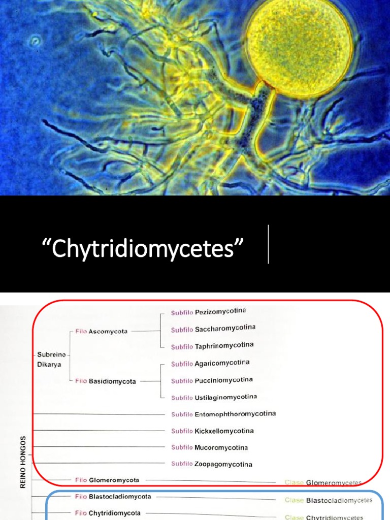 Chytridiomycetes | PDF | Espora | Organismos