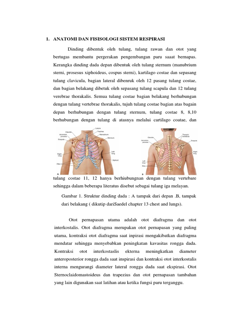 Pemeriksaan Fisik Sistem Respirasi | PDF