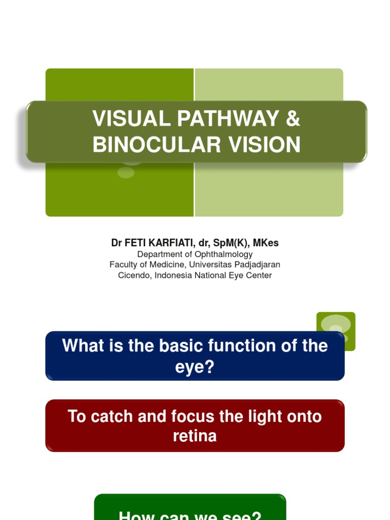 Visual Pathway DR FK | PDF | Visual System | Eye