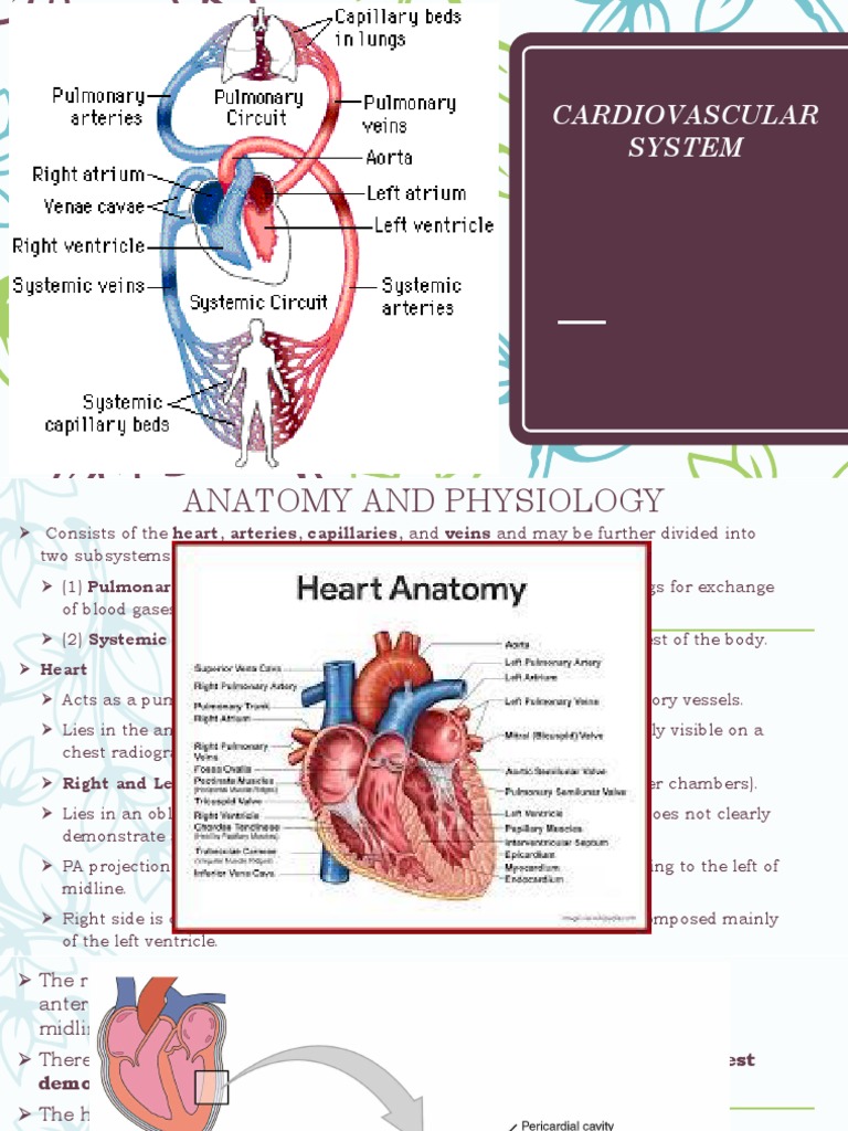A Comprehensive Overview of Cardiovascular Anatomy, Physiology, and Key ...