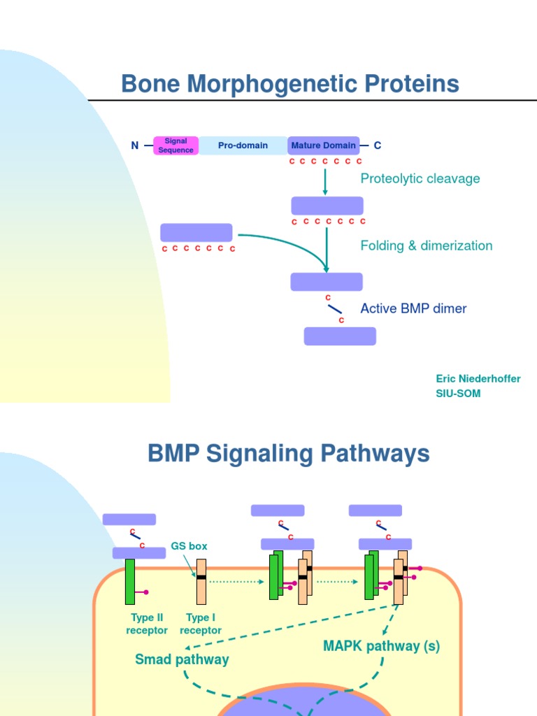 Bone Morphogenetic Proteins Overview | PDF