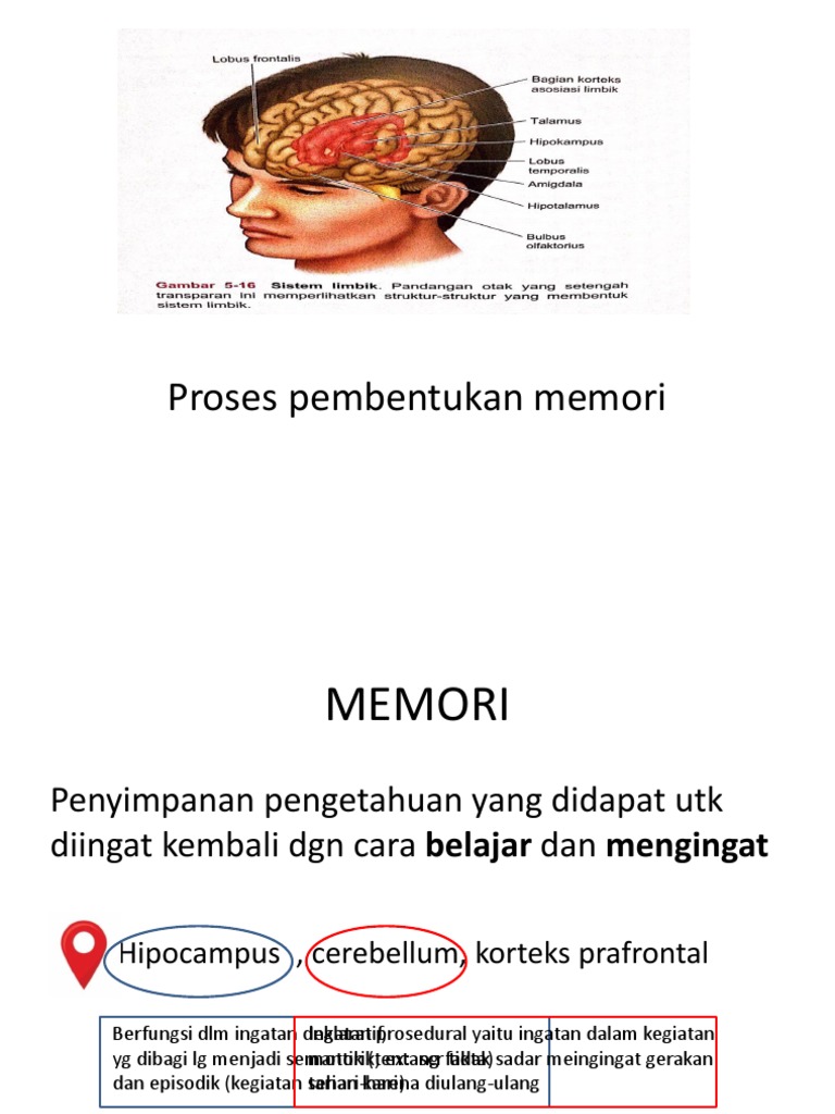 Proses Pembentukan Memori | PDF