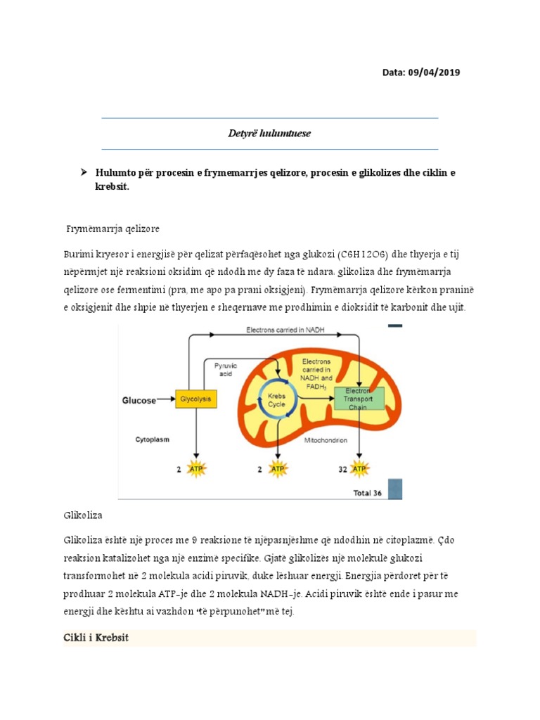 Frymemarrja Qelizore | PDF