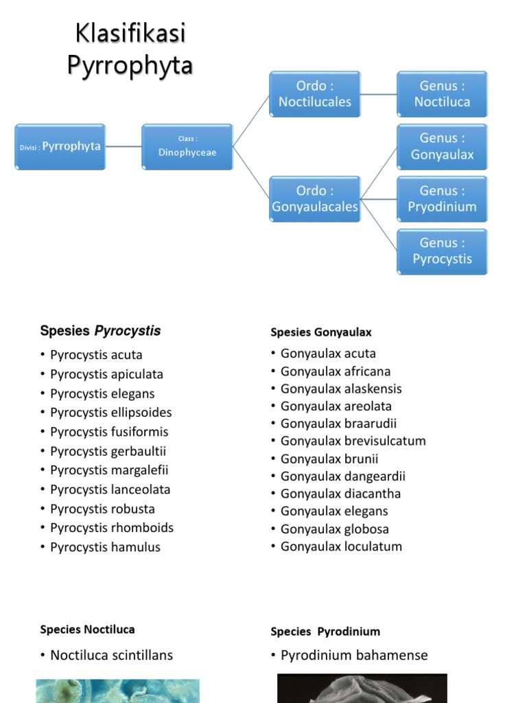 Classification of Pyrrophyta Species | PDF