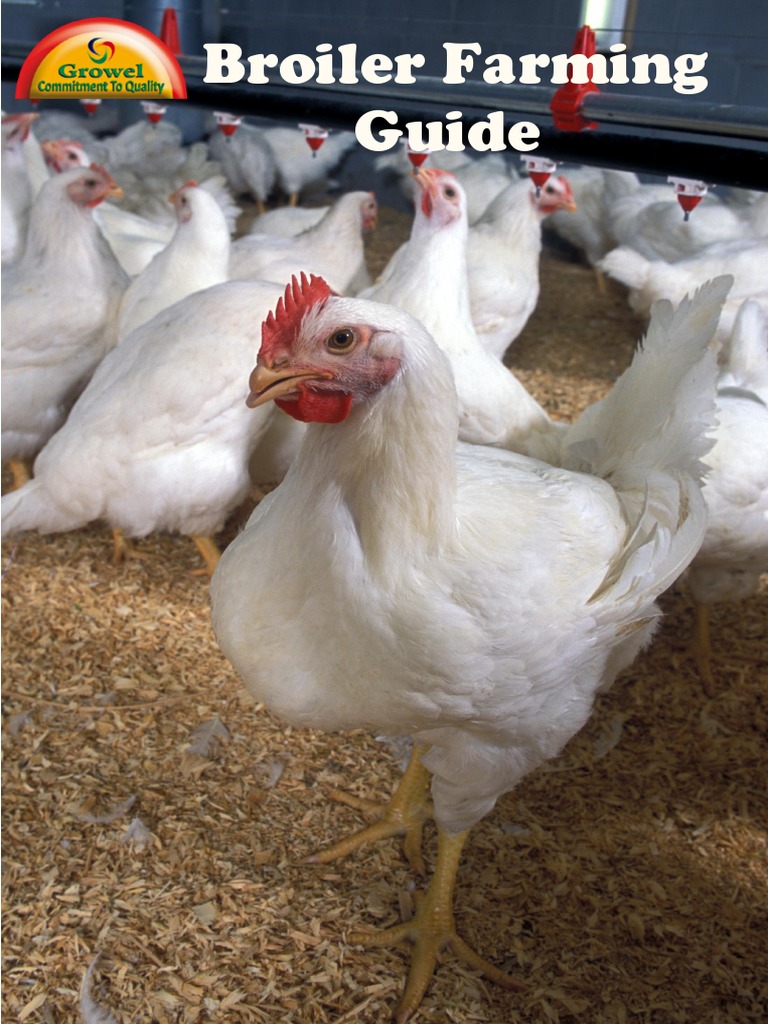 Broiler Farming Guide PDF | PDF | Poultry Farming | Broiler