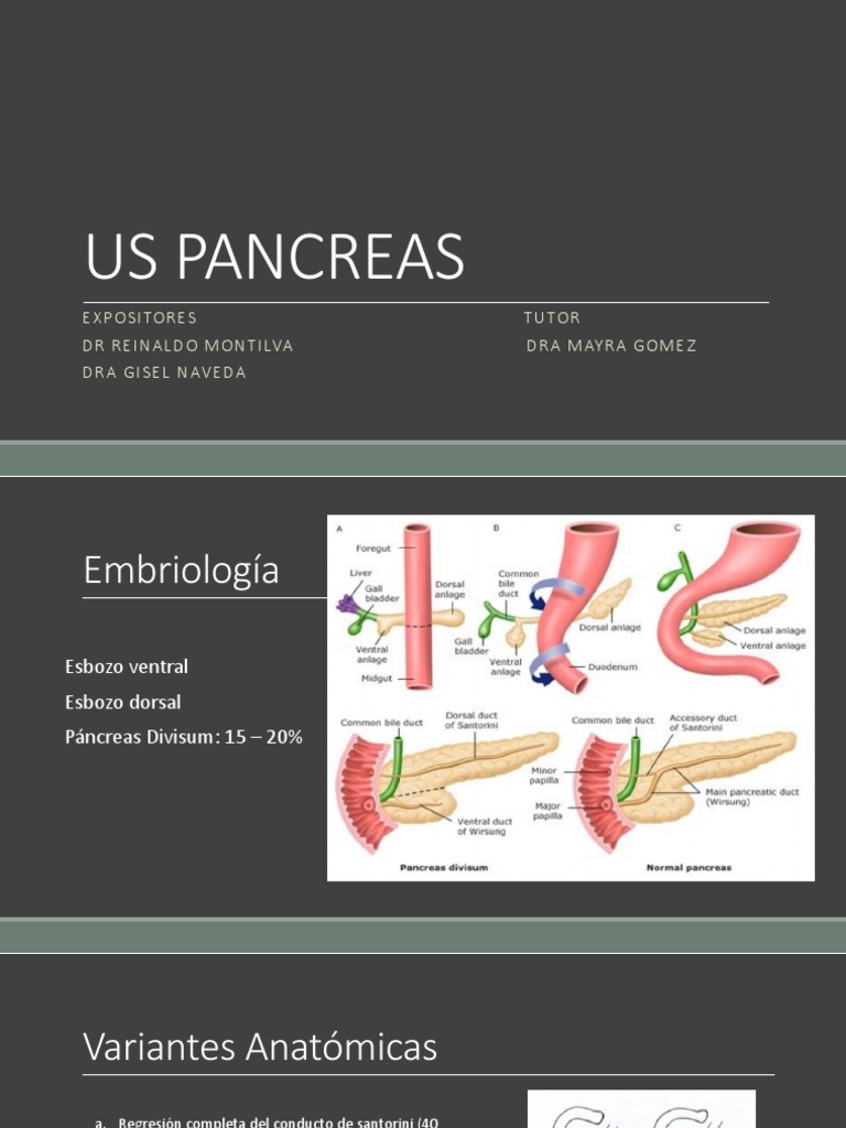 Anatomía y Patología del Páncreas | PDF | Páncreas | Cáncer de páncreas