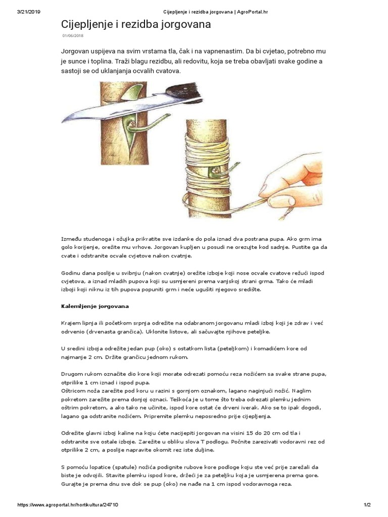 Cijepljenje I Rezidba Jorgovana | PDF