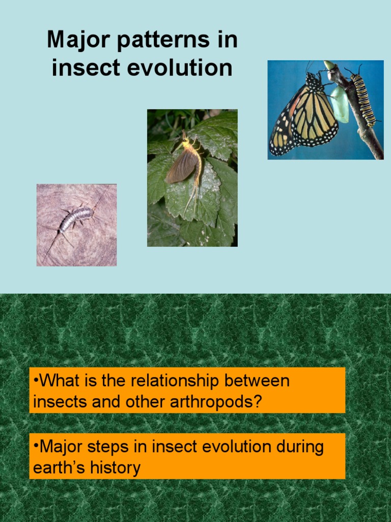 Patterns In Insect Evolution Pdf Nature Insects