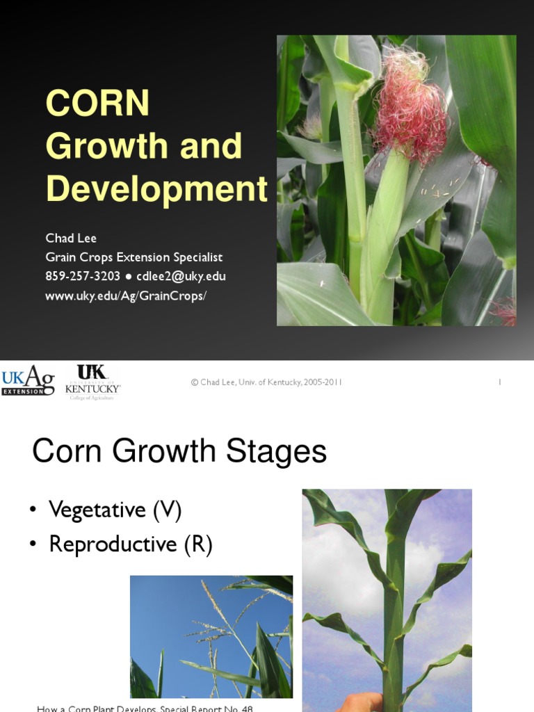 Corn Management | PDF | Seed | Maize