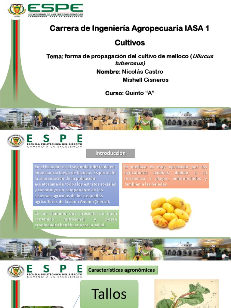 Propagación del Melloco en Ecuador | PDF | Cultivos | Entorno natural