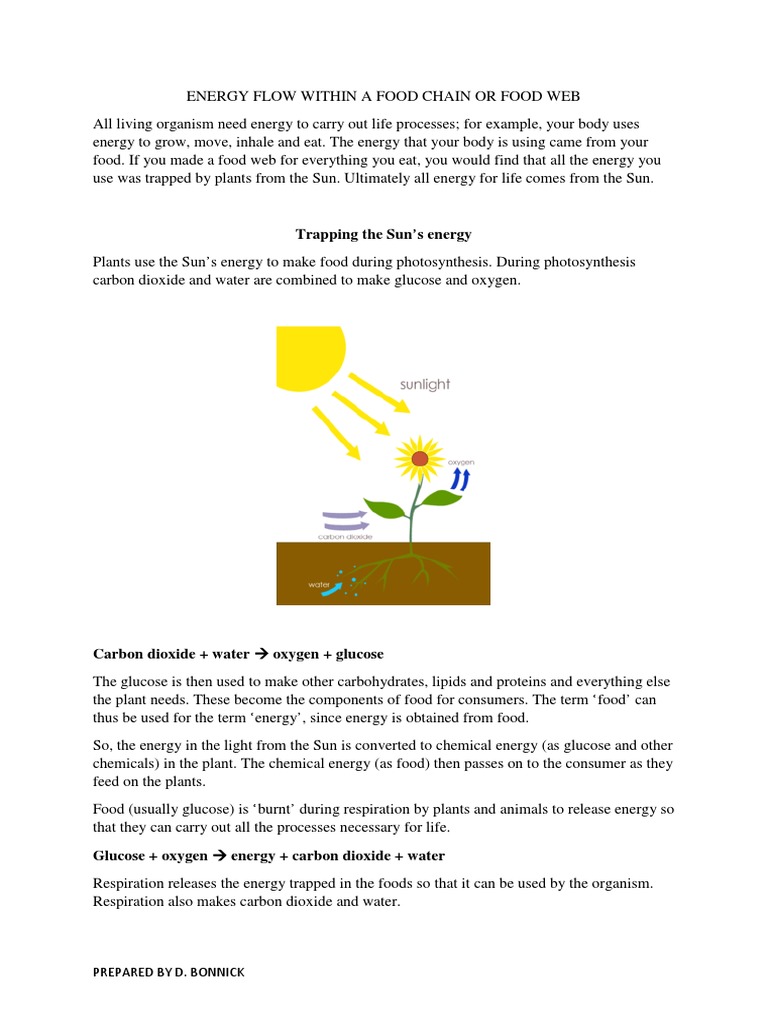 Energy Flow in Food Chains Explained | PDF | Insecticide | Pesticide