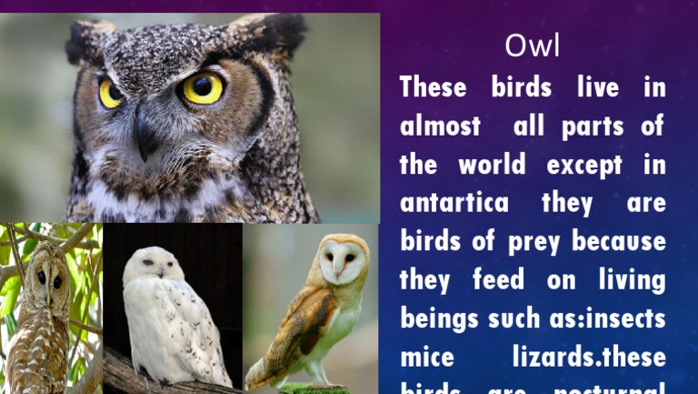 OWL Presentation | PDF