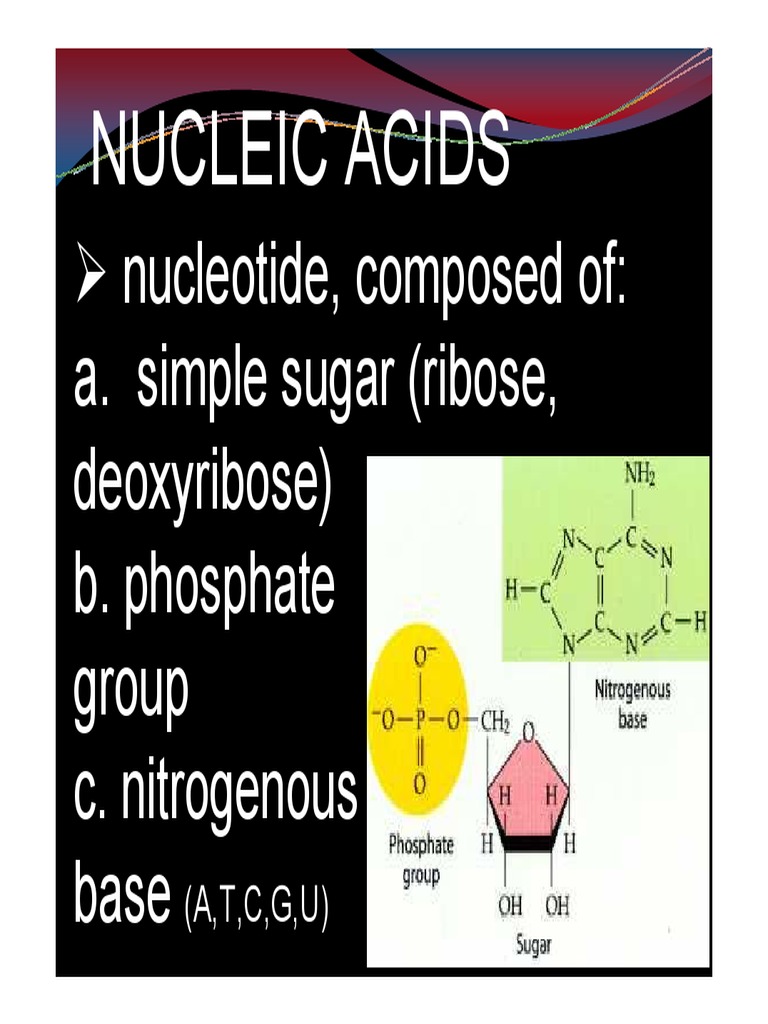 Nucleic Acids: Nucleotide, Composed Of: A. Simple Sugar (Ribose ...