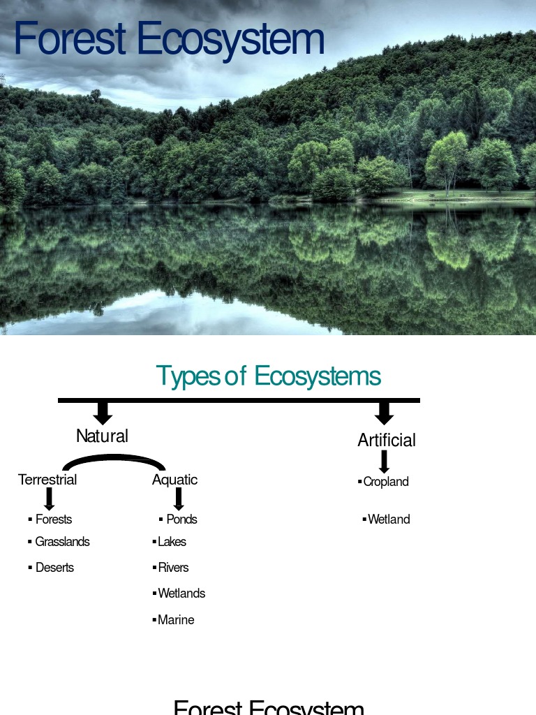 Forest Ecosystem | PDF | Forests | Trees