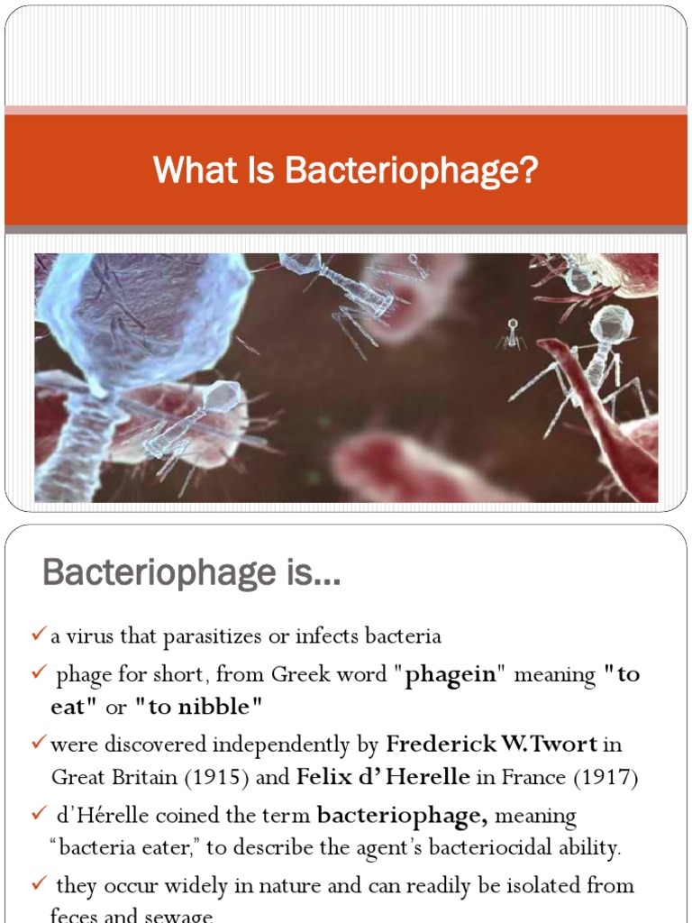 An In-Depth Look at Bacteriophage: Their Discovery, Classification ...