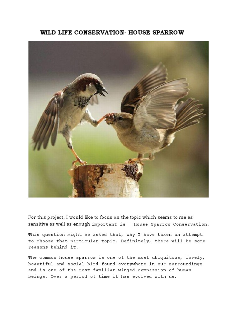 House Sparrow Conservation | PDF | Habitat | Biogeochemistry