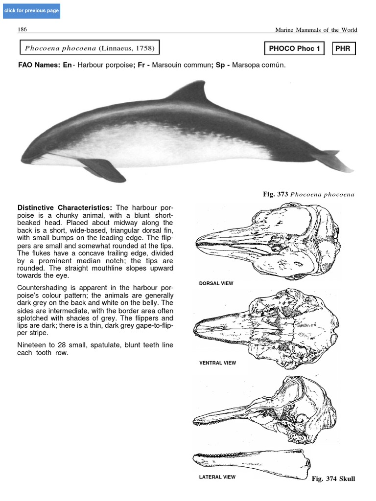 Phocoena Phocoena (Linnaeus, 1758) : Phoco Phoc 1 PHR | PDF | Cetacea ...