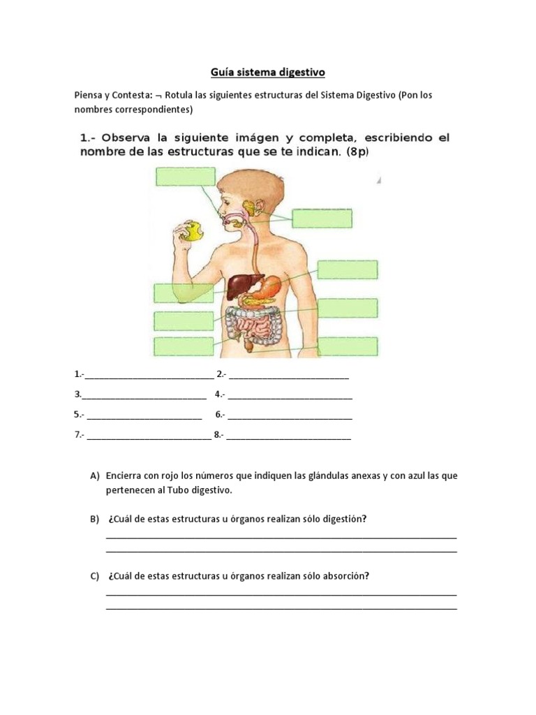 Guia Sistema Digestivo | PDF | Sistema digestivo humano | Digestión