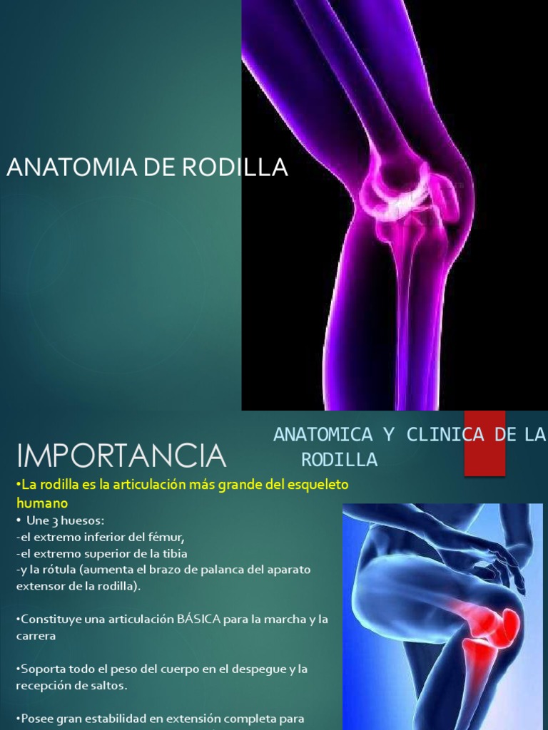 Rodilla Anatomia | PDF | Rodilla | Sistema musculoesquelético