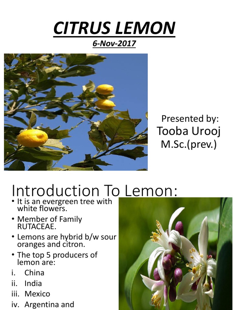 Presentation On Lemon | Download Free PDF | Lemon | Citrus