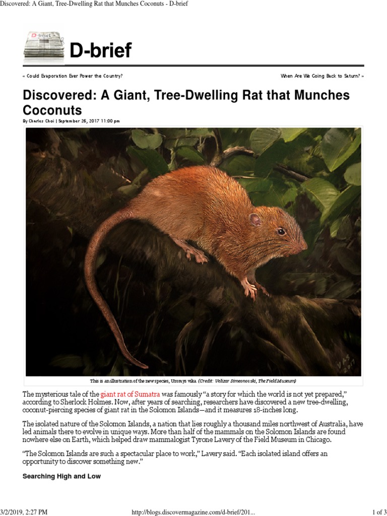 Discovered - A Giant, Tree-Dwelling Rat That Munches Coconuts - D-Brief ...