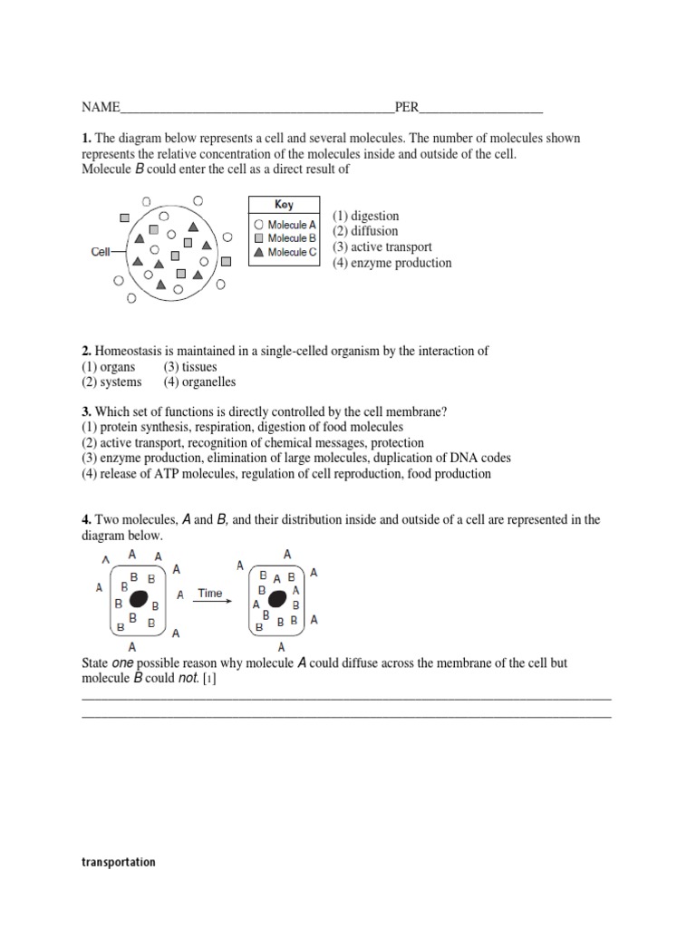 Transportation Regents Questions | PDF | Cell (Biology) | Cell Membrane